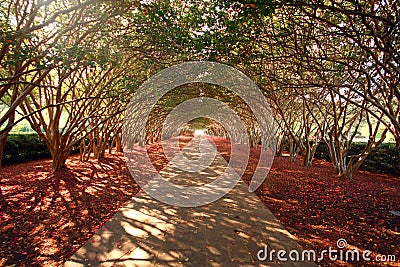 Tree-covered Driveway Royalty Free Stock Photos - Image: 10878088