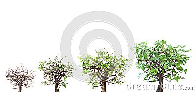 Tree Evolution Royalty-Free Stock Photography | CartoonDealer.com #38078513