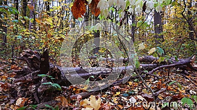 A Tree Falling in the Forest Pulls Out Its Root, Slow Motion. Stock ...