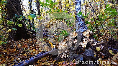 A Tree Falling in the Forest Pulls Out Its Root, Slow Motion. Stock ...