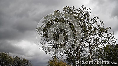 Tree on a Field in Strong Wind Stock Video - Video of moving, season ...