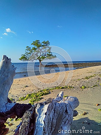 A Mangrove Tree In Frame Of White Log In Metinaro Beach With Blue Sky ...