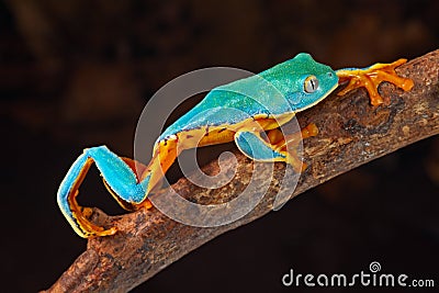 Tree Frog Climbing Stock Image - Image: 28126411