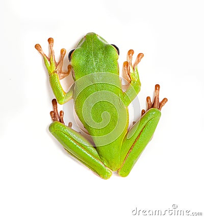 Tree Frog On White Background Royalty Free Stock Photography - Image ...