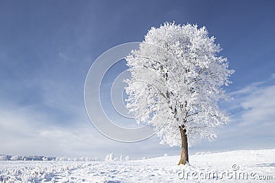 Tree In Frost Royalty Free Stock Images - Image: 17071019