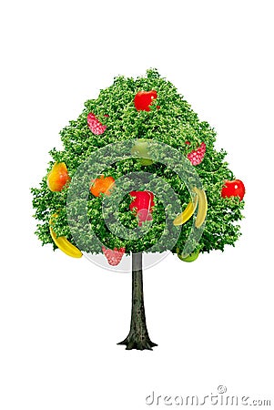 Tree With Fruits Isolated On A White Background Royalty Free Stock ...