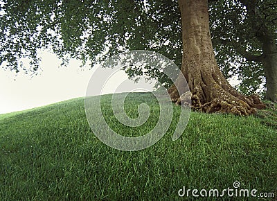 Tree On Grassy Hill. Stock Image - Image: 5564521