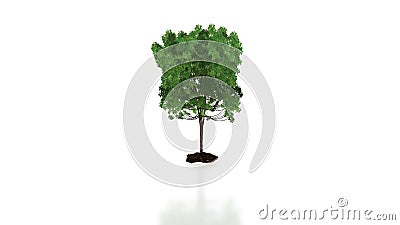 Tree Growing Time-lapse with Ground Reflection,Alpha Included, Stock ...