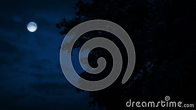 Tree in Hurricane Winds at Night Stock Footage - Video of evening, late ...