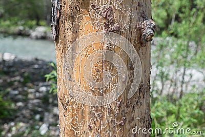 Tree Infested With Bark Beetles Larvae Stock Image | CartoonDealer.com ...