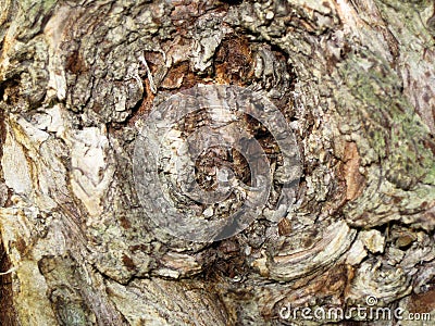 Tree Knot Stock Photography | CartoonDealer.com #40834046