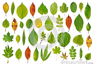 All sorts of green leaves stock photo. Image of flora - 5409804
