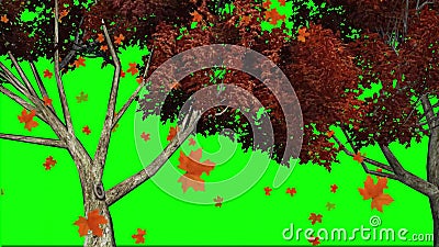 Tree Leaves Falling on Green Screen Stock Video - Video of leaves ...