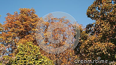 Tree Leaves Rustle in the Wind Stock Footage - Video of outdoors ...