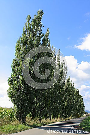 Tree Line Of Poplar Trees With Shadows Royalty Free Stock Photos ...