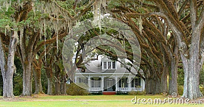 Tree Lined Lane To Southern Home In Background Stock Images - Image ...