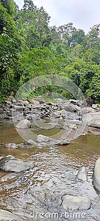 Tree Middle Of River Royalty-Free Stock Image | CartoonDealer.com ...