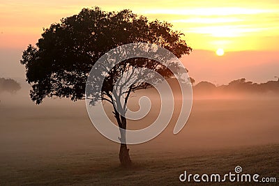 Oak tree at sunset stock image. Image of countryside, solitary - 7395391