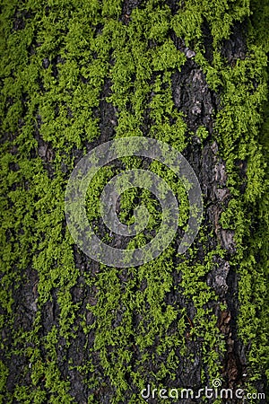 Tree Moss And Bark Stock Photo - Image: 5774780