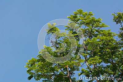 Tree With New Leaves. Royalty-Free Stock Photography | CartoonDealer ...