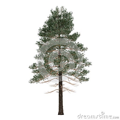 Tree Pine Isolated. Pinus Stock Photography - Image: 35674182