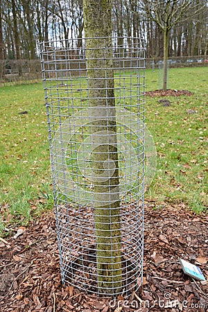 Tree Protection Fence Against Rabbits Royalty-Free Stock Image ...