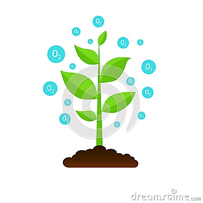 Tree Release Oxygen Tree Grows From Seed Earth Green Greening Programme ...