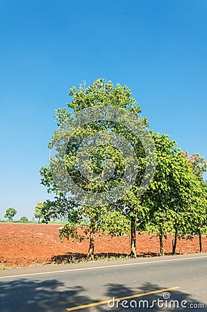 Tree On Roadside Royalty-Free Stock Photography | CartoonDealer.com ...