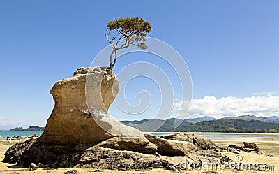 Tree On The Rock Stock Photo - Image: 22953330