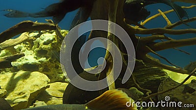 Tree Root With Branches At Bottom Of Aquarium With Fish Stock Video ...