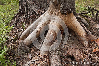 Tree Roots That Look Like A Hand Stock Photography | CartoonDealer.com ...