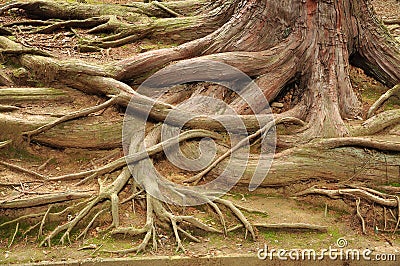 Tree Root Pattern Stock Photography | CartoonDealer.com #39425978