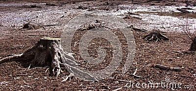 Tree Stump In A Swamp Stock Image - Image: 89741