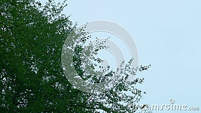 Tree Top Moves in Gentle Breeze Stock Footage - Video of nature ...