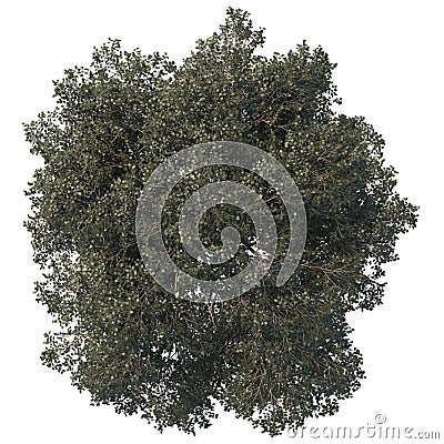 Tree From Top View Isolated On White Background For Architectural ...