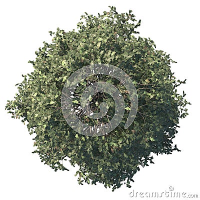 Tree From Top View Isolated On White Background For Architectural ...