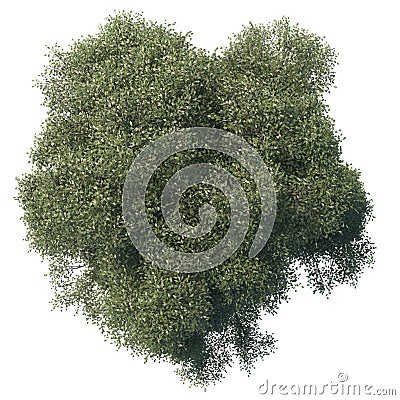 Tree From Top View Isolated On White Background For Architectural ...