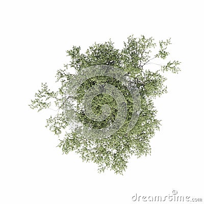 Tree Top View, Isolated On White Background Royalty-Free Cartoon ...