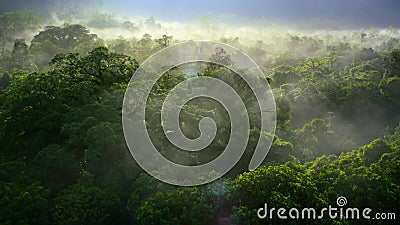 Tree Tops of Tropical Rainforest in Congo Stock Video - Video of ...