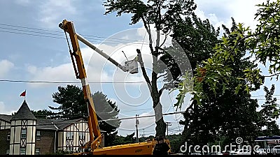 Tree Trimmer Prunes Tree To Clear Limbs from Power Lines Stock Footage ...
