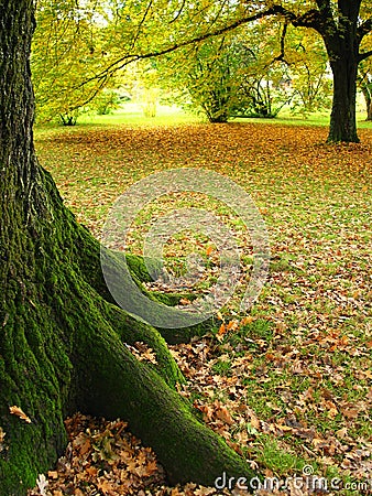 Tree Trunk Stock Photos - Image: 320003