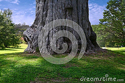 Tree Trunk Royalty Free Stock Photos - Image: 815478