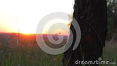 Tree Trunk In The Forest At Sunset. Stock Footage - Video of outdoors ...