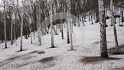 Snow Melting On Tree Branch During Sunrise Picture. Image: 109928074