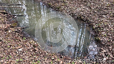 Tree Trunks in the Water.Reflection in a Puddle, Trees Standing in the ...