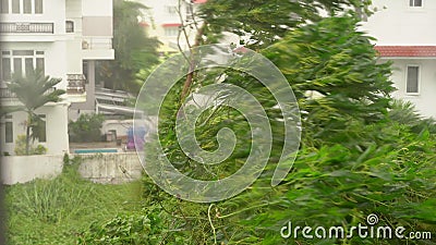A Tree Under Heavy Rain and Very Strong Wind. Shot through a Rain ...