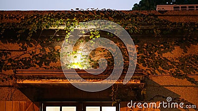 Tree Vine Climbing On Warehouse Building. Lofe Architect Design Royalty ...