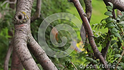 Interesting Tree Growing Down. Stock Footage - Video of landscape ...