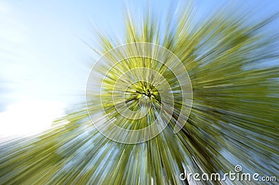 Tree Zoom Background Stock Photo | CartoonDealer.com #40177764