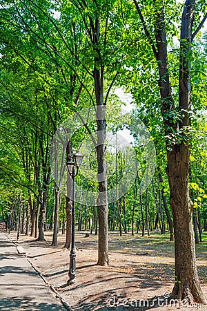 Trees Arranged In A Line In The Alley In The Park Stock Photo - Image ...